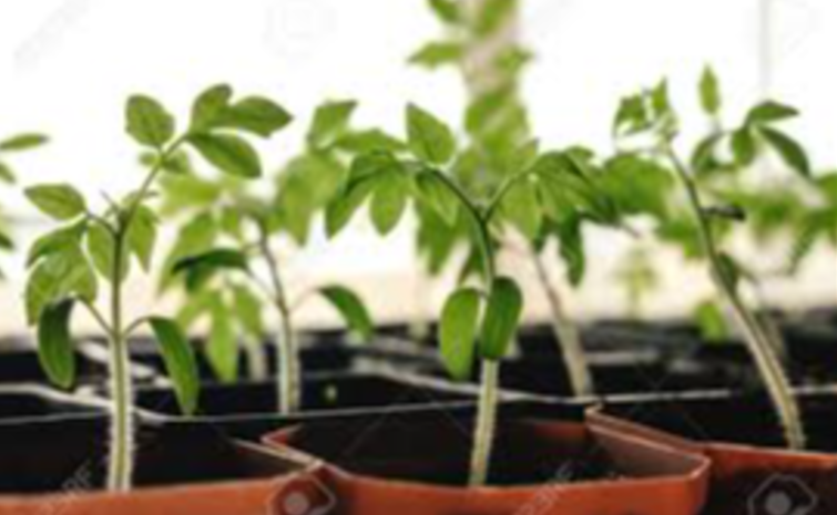 Vente de plants de légumes et fines herbes | The Project Factory