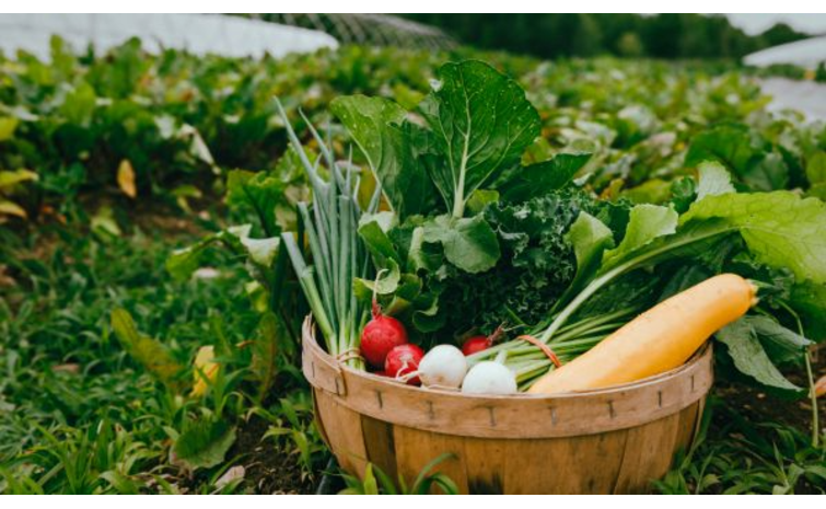 Écoles enracinées-Vente de paniers légumes biologiques 2025 | The ...