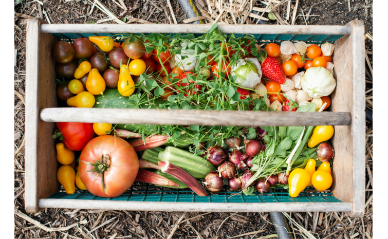 Campagne de financement- Paniers de légumes de saison | The Project Factory